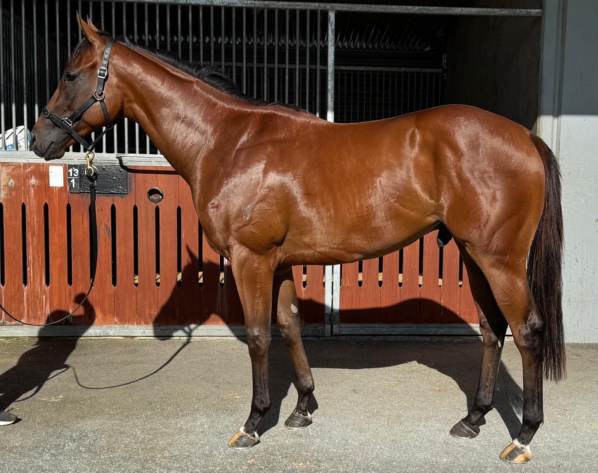 Lockyer | Black Soil Bloodstock