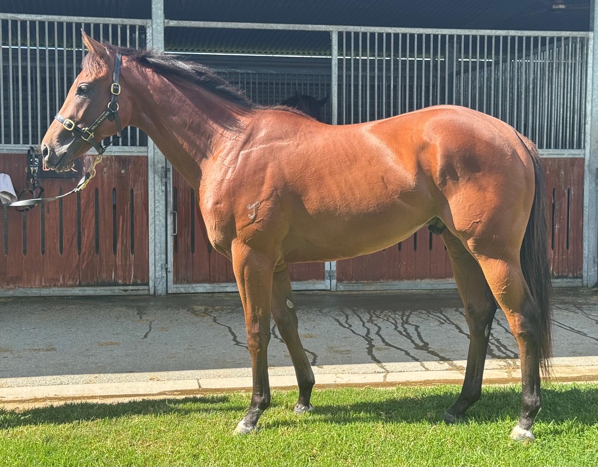 Lockyer | Black Soil Bloodstock
